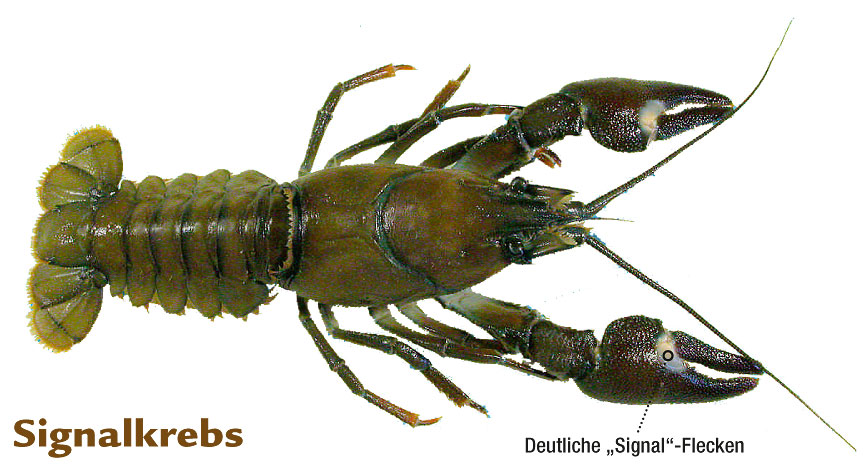 Signalkrebs (Pacifastacus leniusculus) - Verwaltung - Land Steiermark