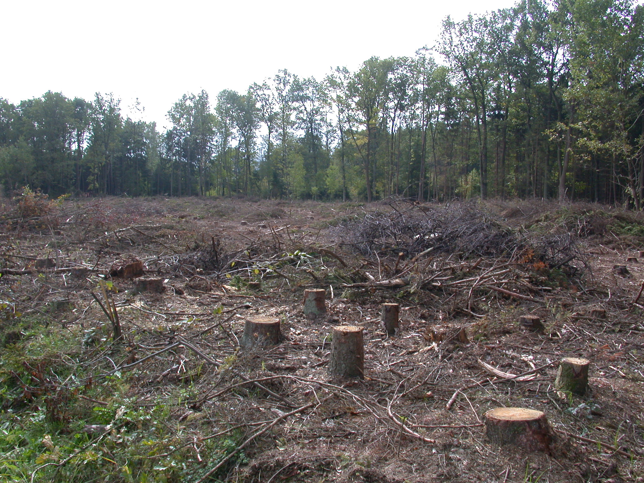 Rodung (§ 17 bis 20 Forstgesetz) - Verwaltung - Land Steiermark